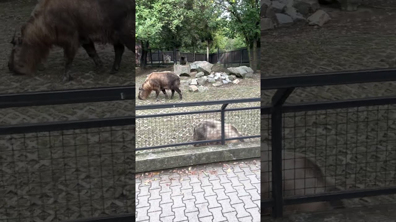 Варшавский зоопарк \ Warsaw Zoo \ Ogród Zoologiczny w Warszawie - YouTube