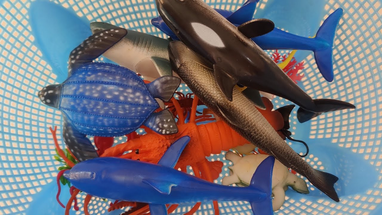 Dolphin 🐬 fish Shark 🦈 fish skate fish spiny lobster 🦞 kids toys - YouTube