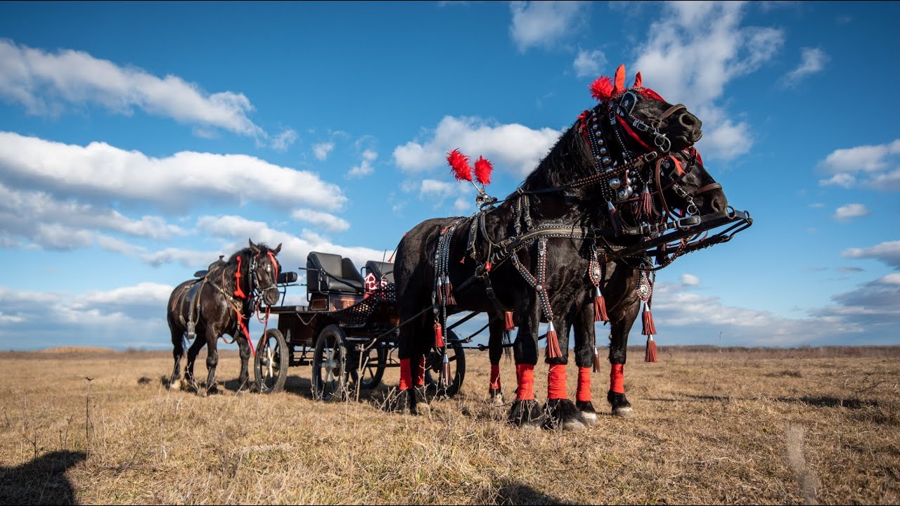 Boboteaza in Pietrosani - botezul cailor 2023 - YouTube