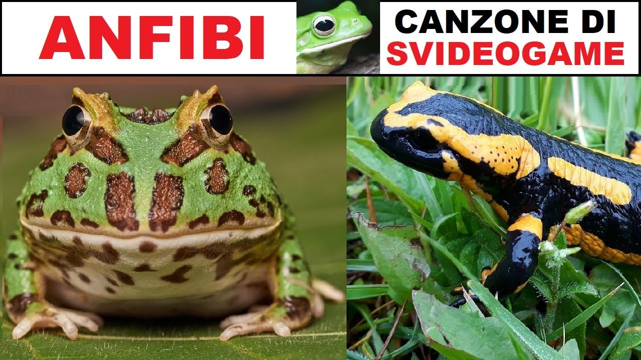 ANFIBI - Conoscerli è divertente con Svideogame - YouTube