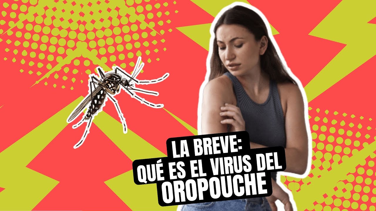 La Breve: qué es el virus del oropouche - YouTube