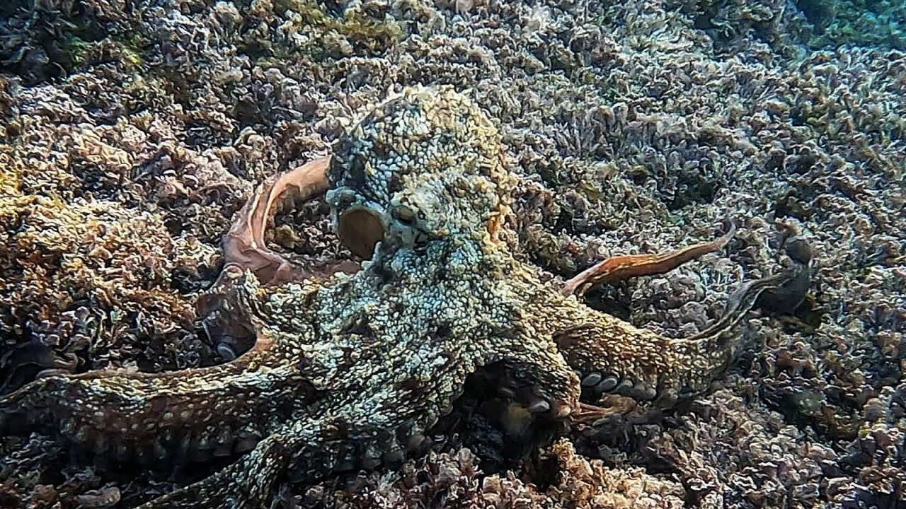 Χειμερινό Ψαροντούφεκο σε όλα τα βάθη ️🐟🔱🎯 Winter Spearfishing in all ...
