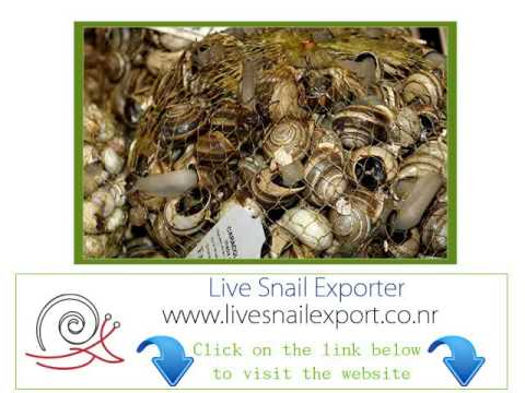 Escargot Petit Gris. Live snails ( Helix Aspersa Muller ). - YouTube