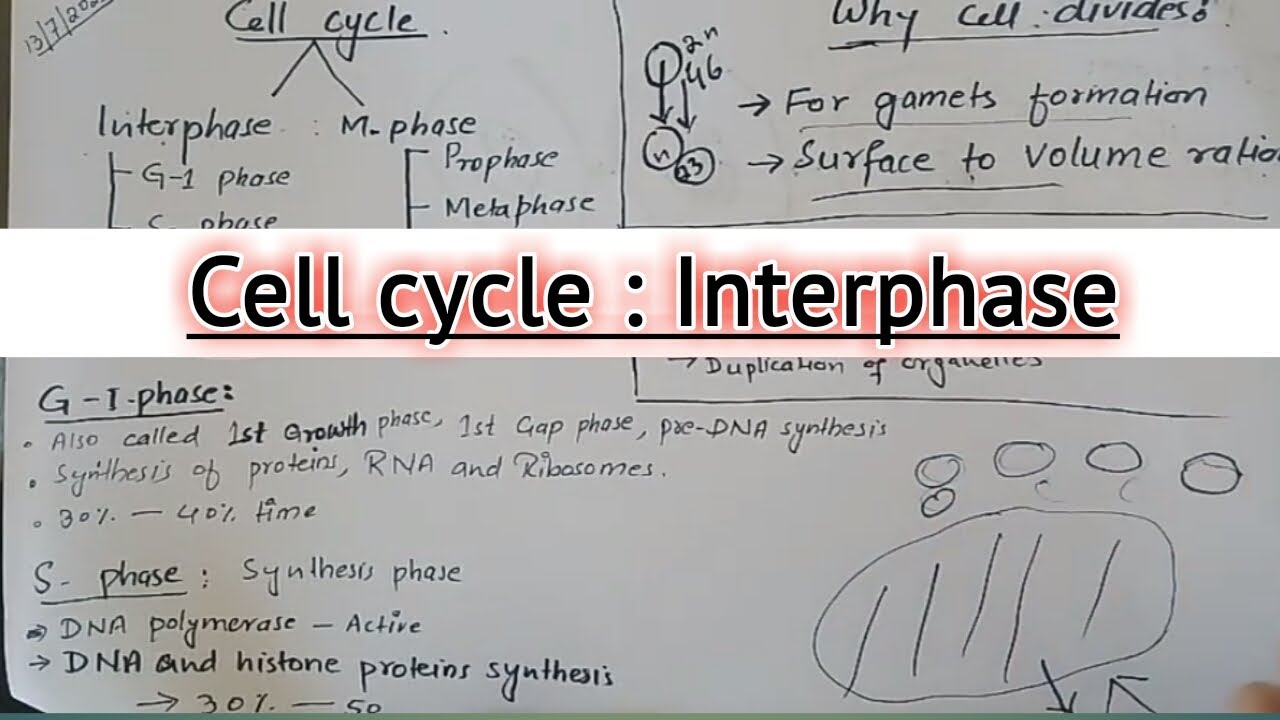Interphase of cell cycle - YouTube