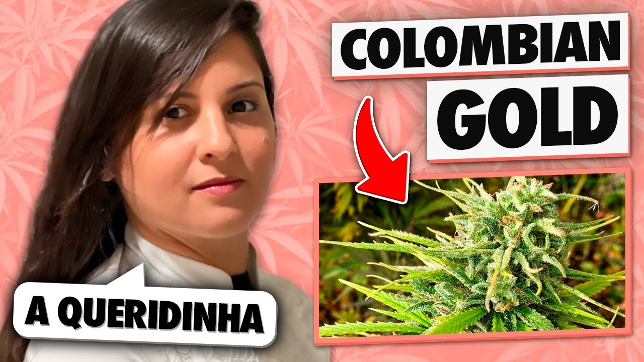 STRAIN REVIEW: COLOMBIAN GOLD l Enfercanabica - YouTube