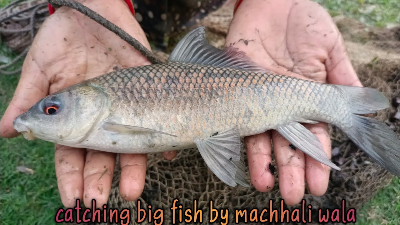 cast net fishing videos in village by machhali wala - catching fish by ...