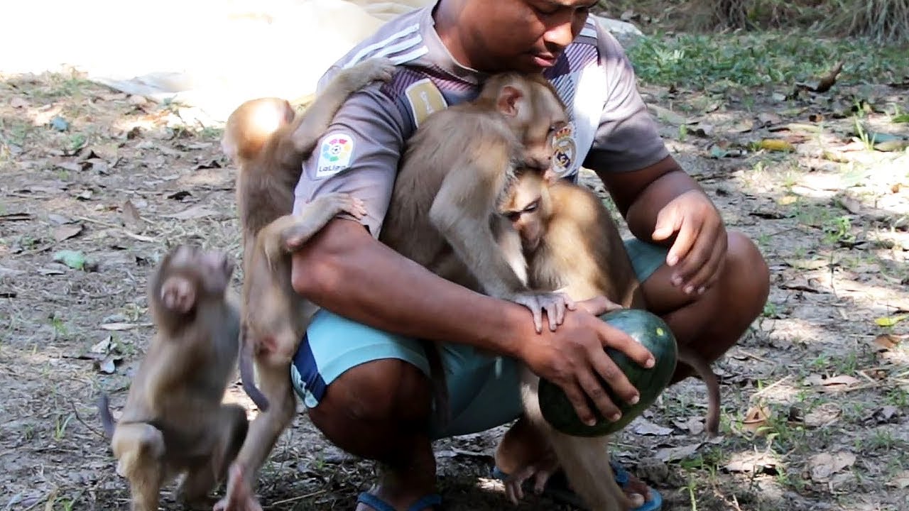So Incredible!!! Four Monkeys Come To Hug Dad, They Most Love Their ...