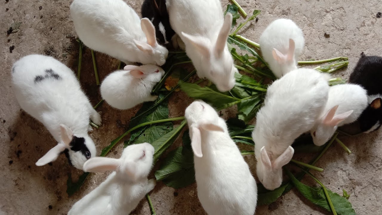 So Busy for Eating ¦¦ Rabbits are so busy ¦¦ Gappus Family ¦¦ - YouTube