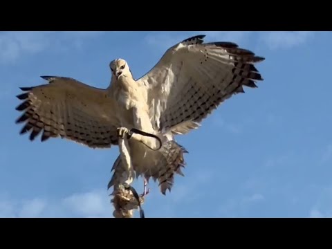 Training and Hunting videos of Eagle - YouTube