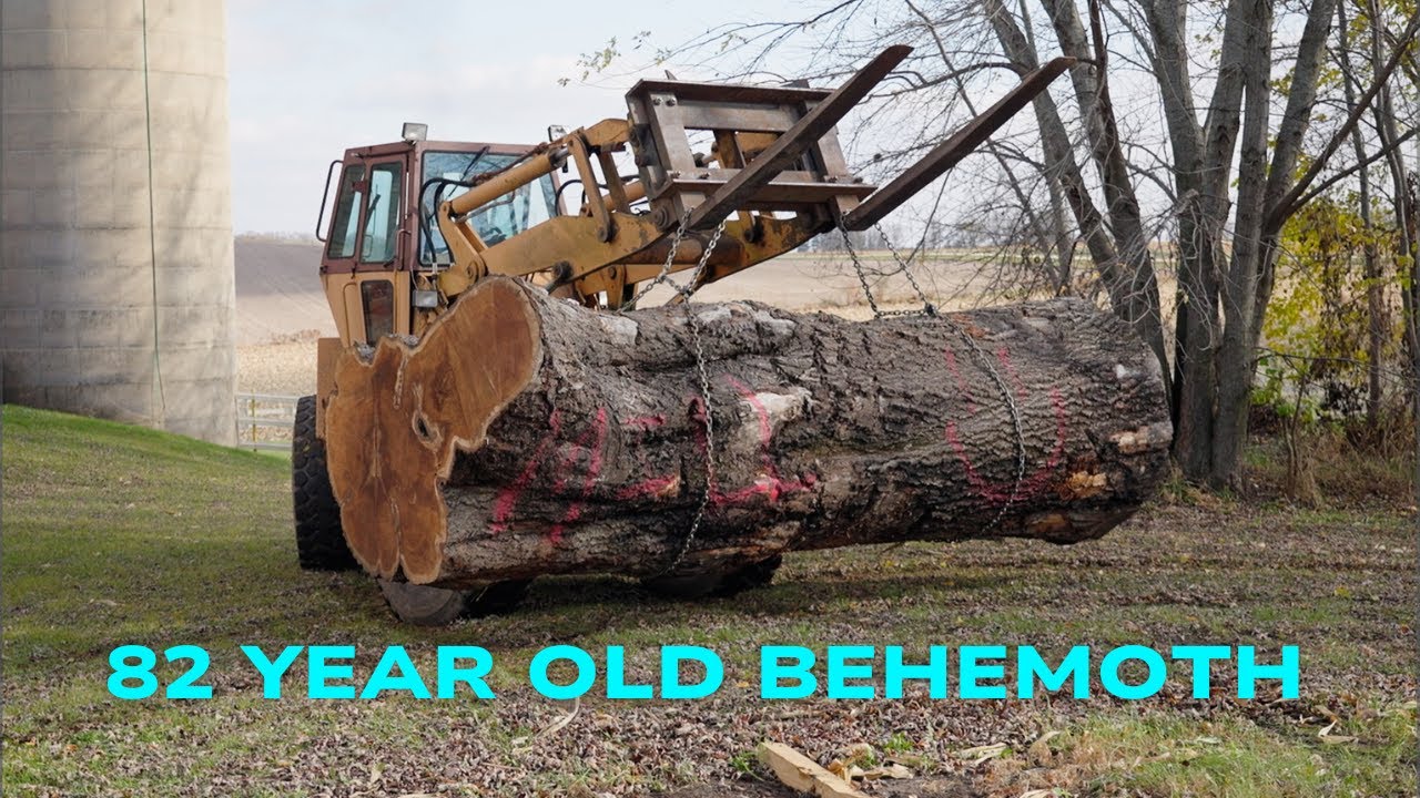 #49 Case W-30 Payloader VS 82 Year Old Red Oak - YouTube