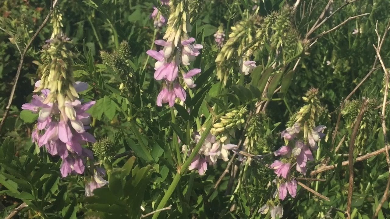 This Noxious Weed Can Displace Native Plants In Washington State - YouTube