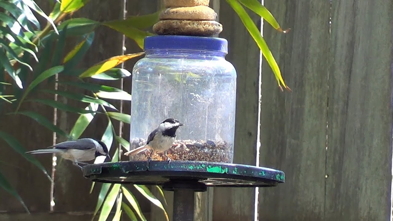 Carolina Chickadee Central Florida - YouTube