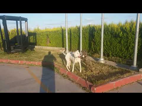 arjantin DOGO ~ cane CORSE dövüşü