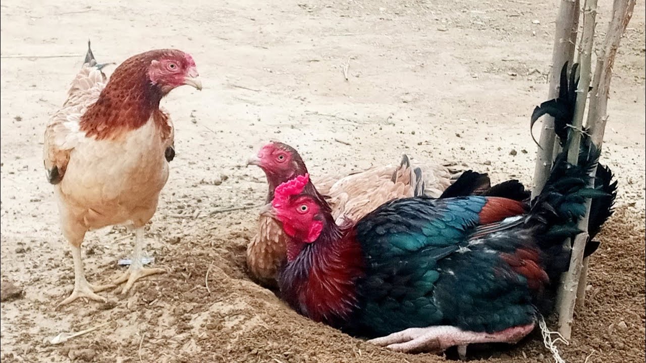 murgi form | murgi breed l fancy murgi | Aseel enjoy - YouTube