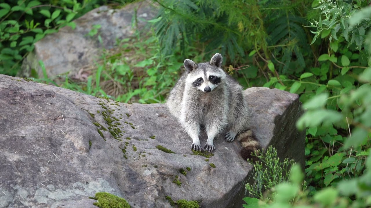Raccoon on a Rock - YouTube