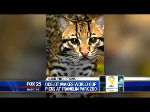 Isidoro the Ocelot to predict World Cup winners