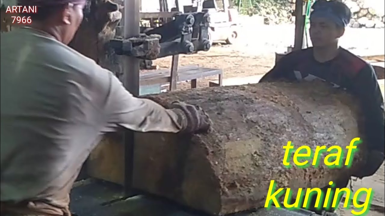 SAWMILL WOOD!!! PEMOTONGAN KAYU TERAF KUNING YG BESAR? - YouTube