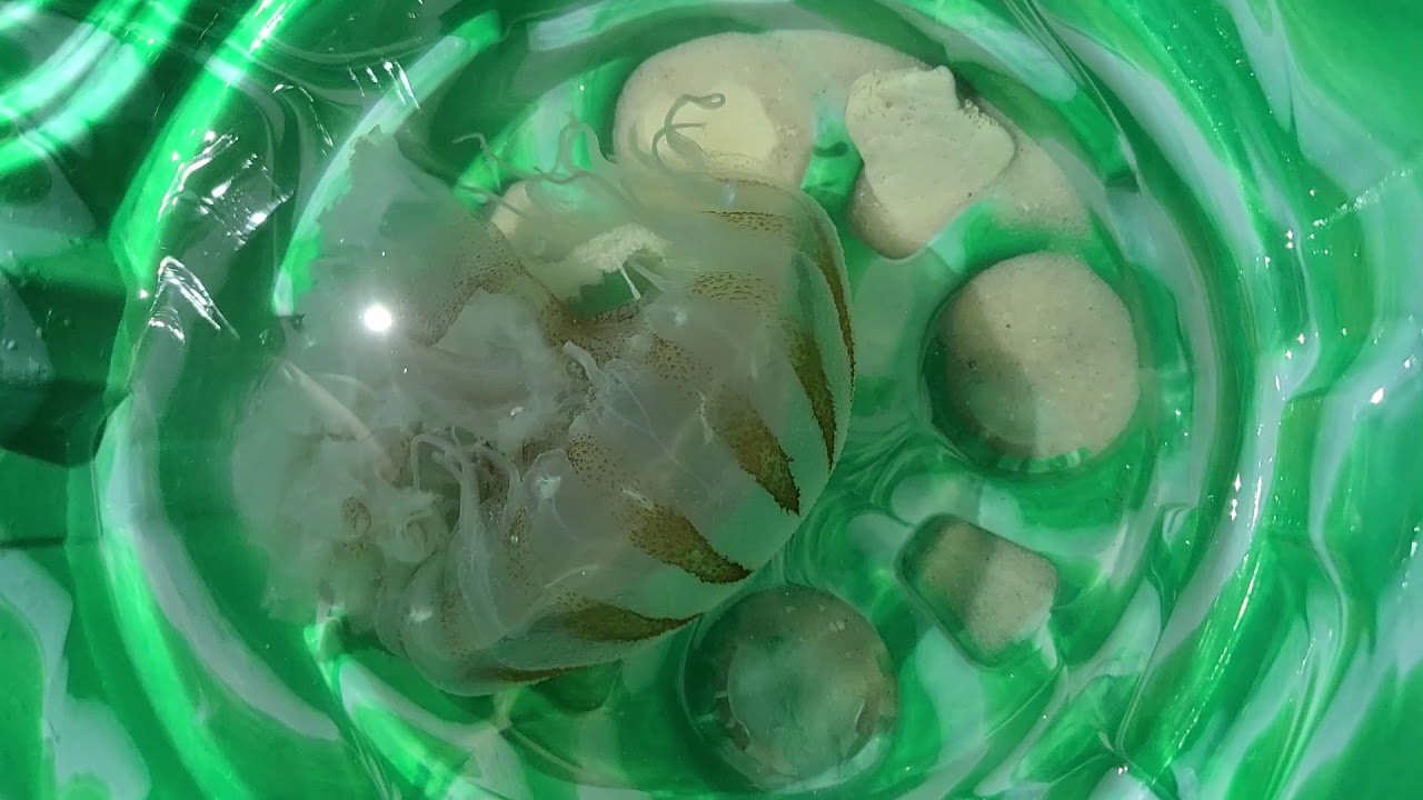 Catching a Jellyfish - YouTube