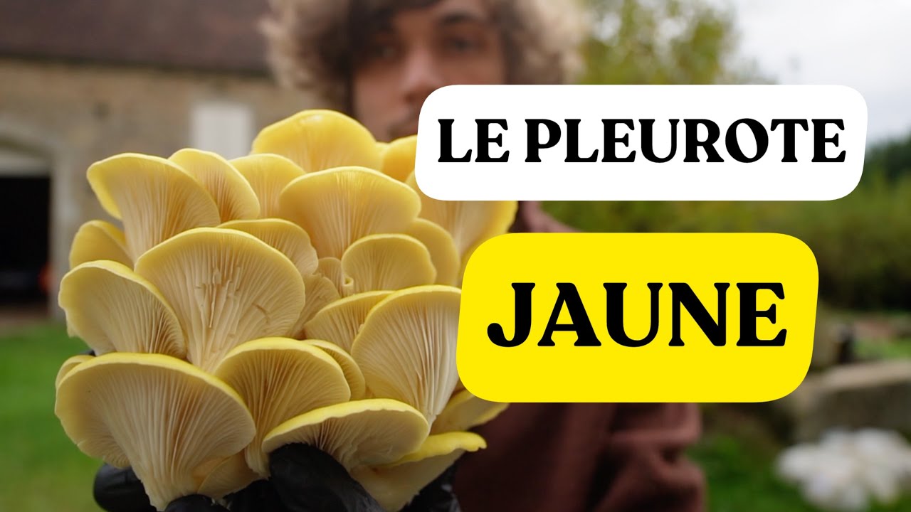 Culture du Pleurote Jaune [Guide Complet] - YouTube