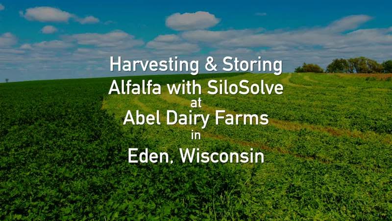 Harvesting & Storing Alfalfa with SiloSolve - Abel Dairy Farms - YouTube