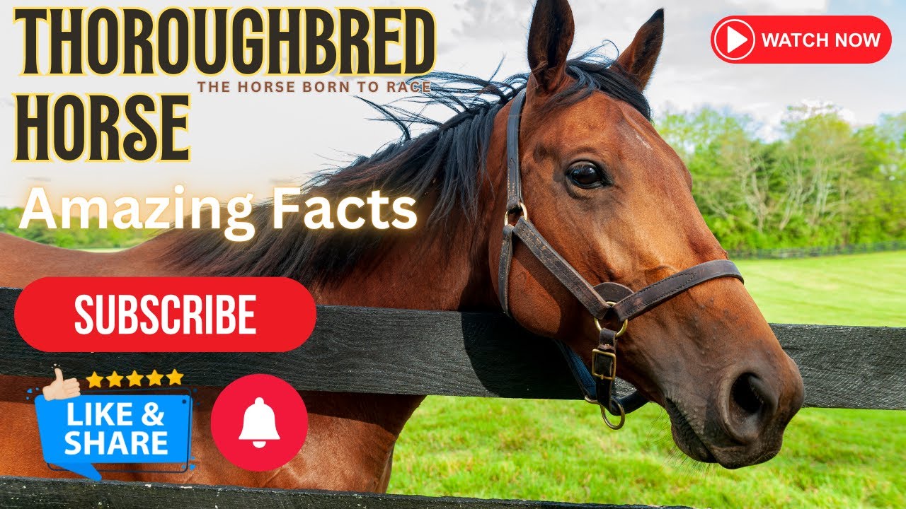 Amazing Facts About Thoroughbred horses [MUST WATCH] - YouTube