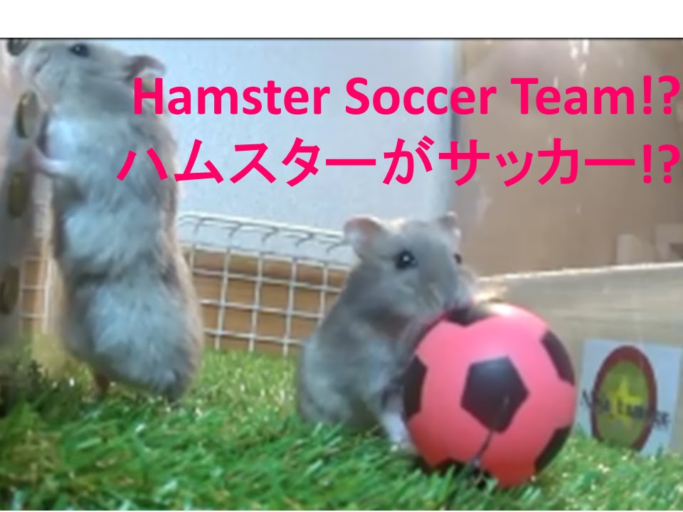Cute Hamster Soccer(Football) Team☆ 可愛いハムスターのサッカーチーム【おもしろ動画】 - YouTube