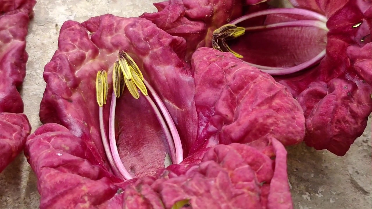 Kigelia africana | Kigelia pinnata ( flower ) - YouTube