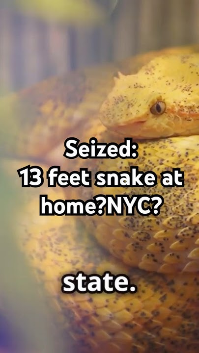 Seized: 13 feet python at home #news #animals #story #words - YouTube