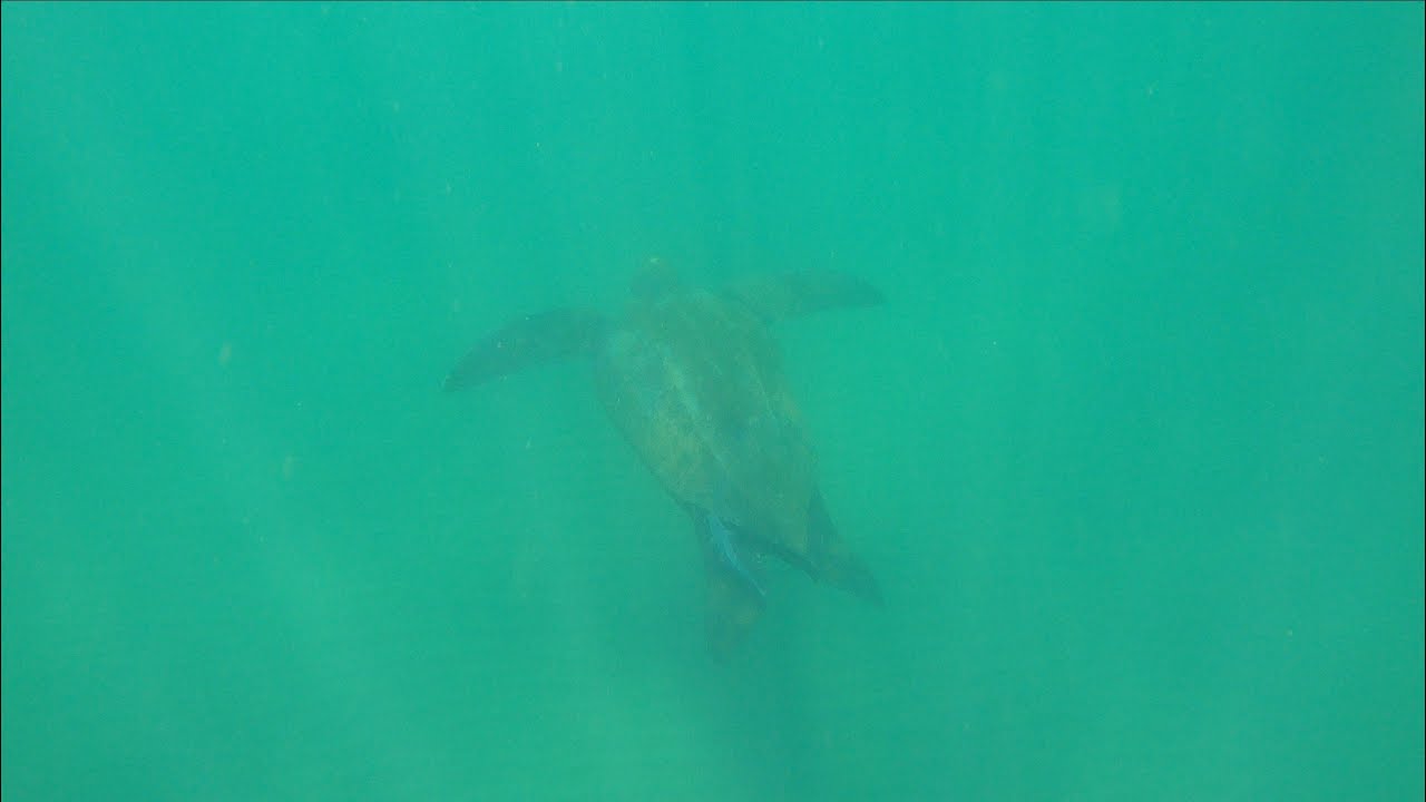 First Freedive with LeatherBack Turtle UK - Seaton Bay Devon - YouTube