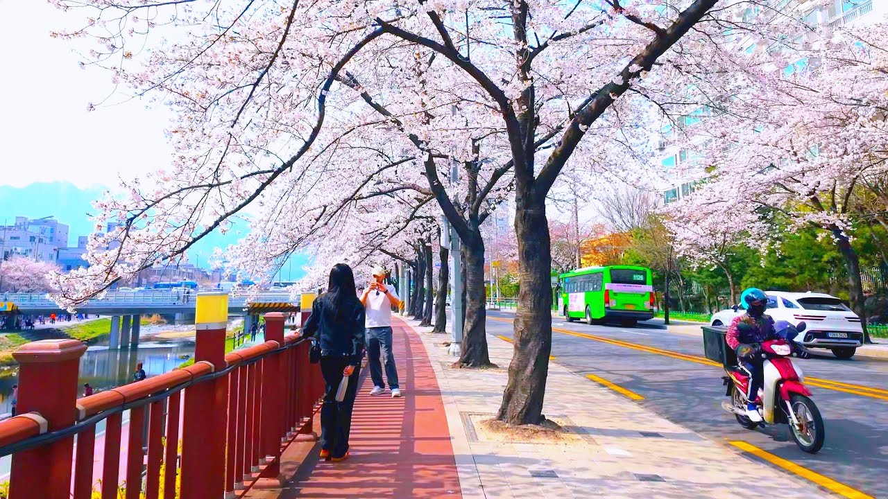 🌸 벚꽃길 우이천로~ 화창한 봄날 벚꽃 구경하세요 | Cherry Blossom Road in Uicheon-ro - YouTube