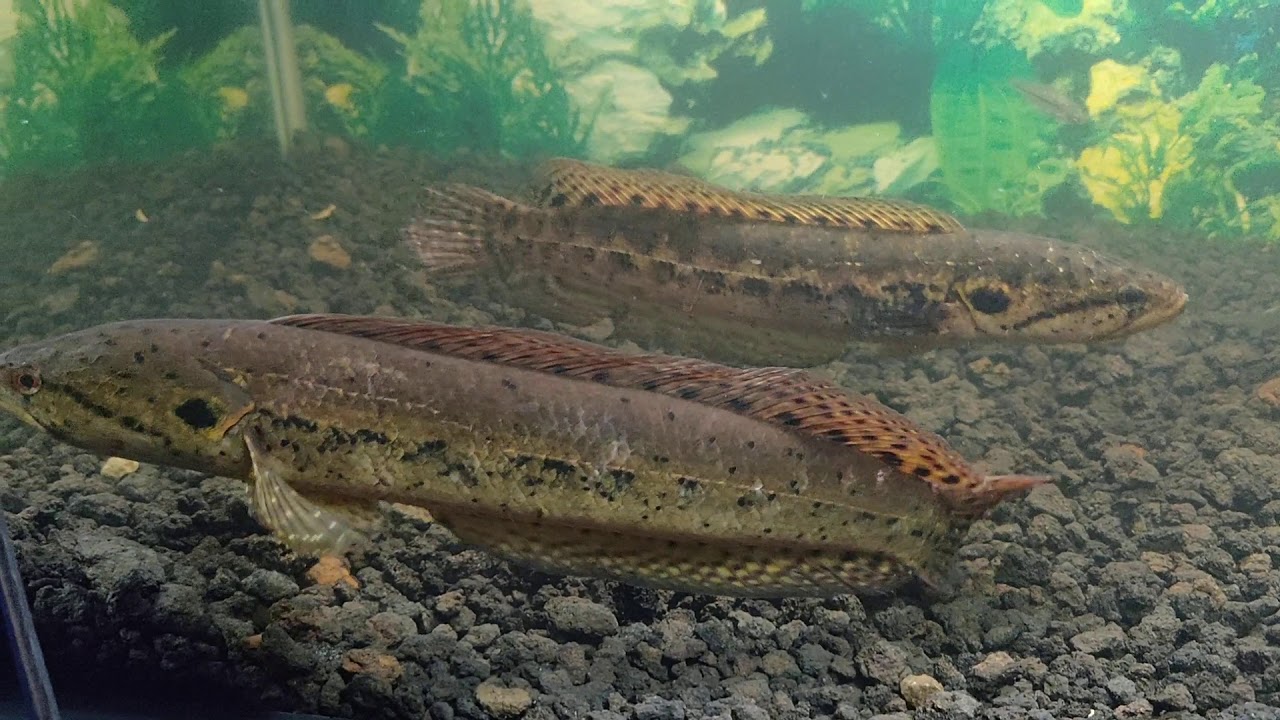 Channa Bankanensis Kalimantan - YouTube