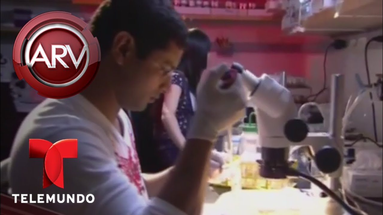 Entrenarán células del cuerpo para combatir el cáncer | Al Rojo Vivo ...