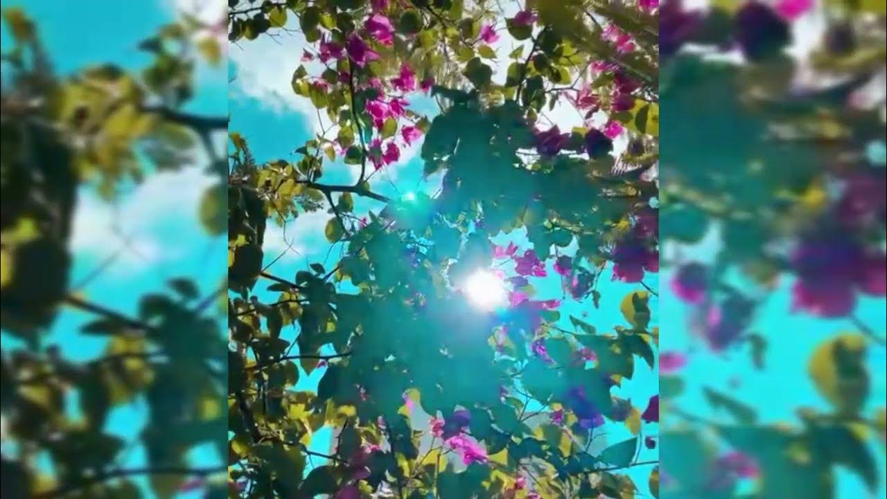 NATURE VIDEO 30 SECOND | NATURE VIDEO CINEMATIC | BMPRECISE - YouTube