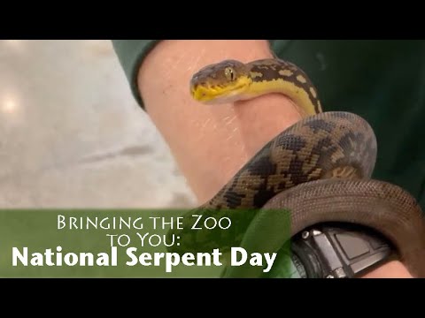 Bringing the Zoo to You: National Serpent Day - YouTube