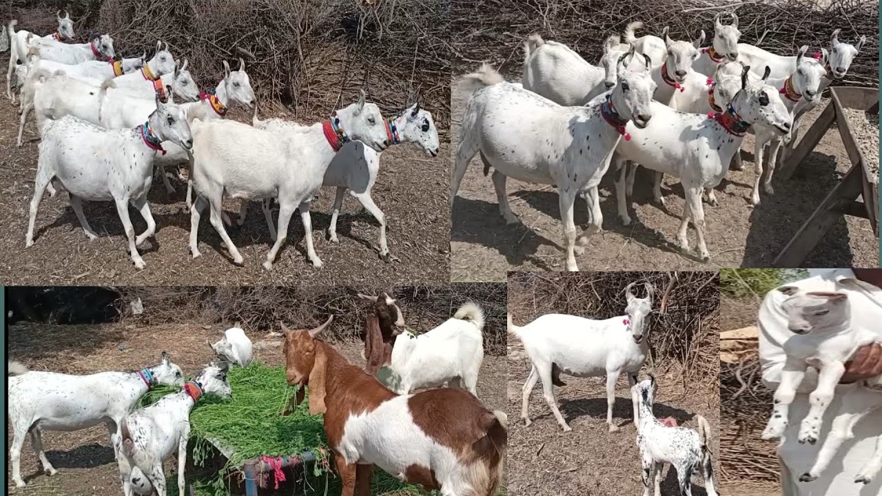 Beautiful Barbari goats in Pakistan - YouTube