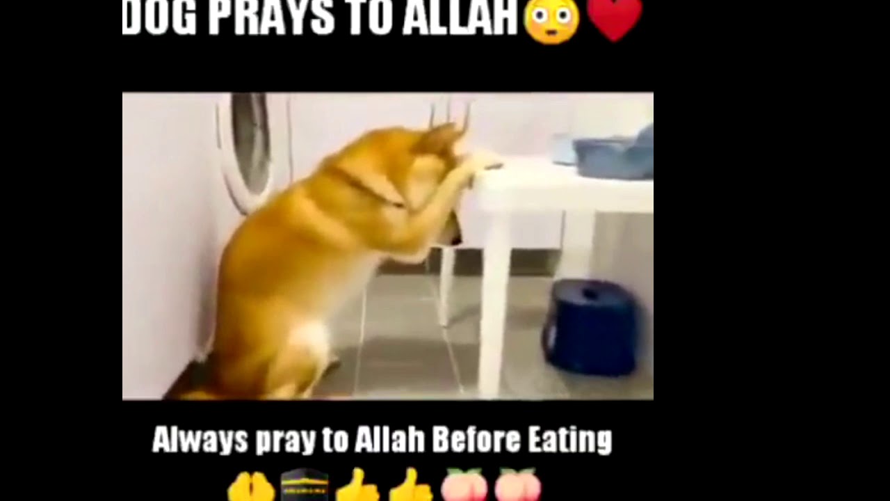Dog prays to Allah before eating - YouTube