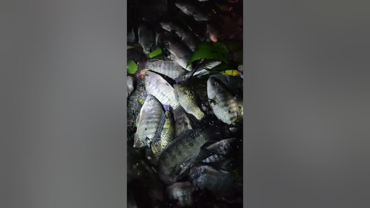 MARAMING HULING ISDA NAG BARING SA ILOG | BUHAY PROBINSYA - YouTube