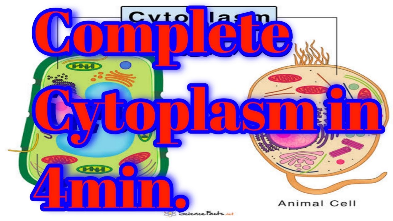 Cytoplasm class 11 ||Mdcat ||let's talk biology - YouTube