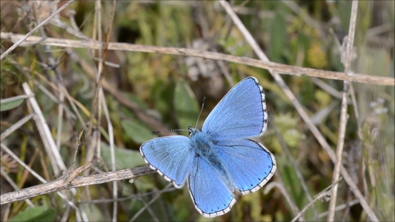 Lysandra bellargus - Adonis bleu (Abr.17 - Madrid) - YouTube