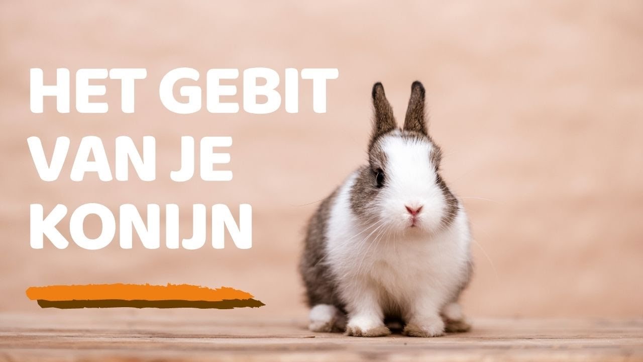 Het gebit van je konijn - YouTube
