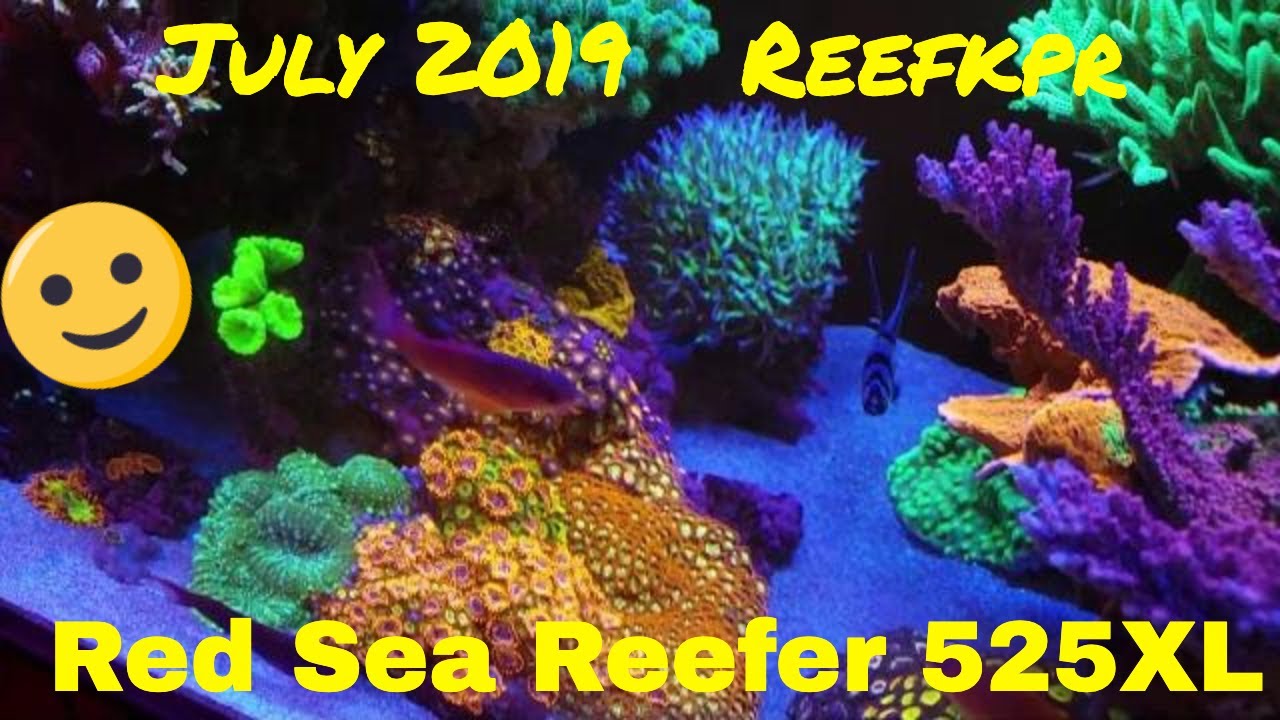 Red Sea Reefer 525XL July 2019 - YouTube