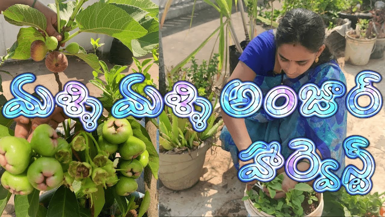 మళ్ళి మళ్ళి అంజూర్ హార్వెస్ట్ || we harvested anjur fruit in our ...