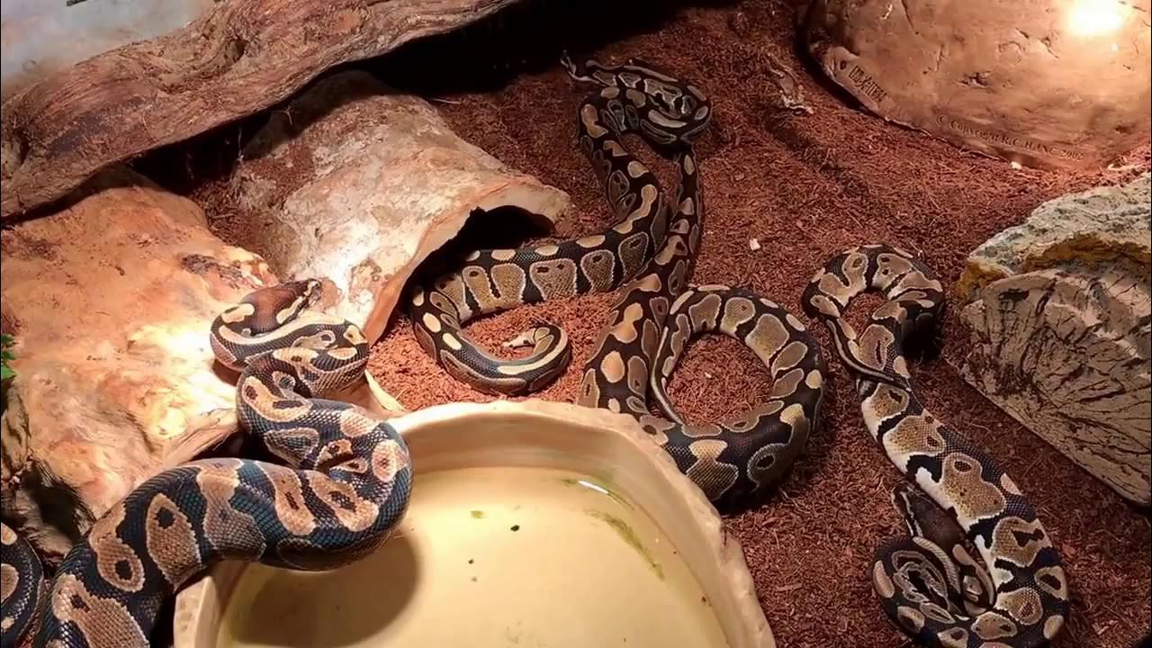 Koningspython (Python Regius) Ball Python bij Welle Diertotaal - YouTube