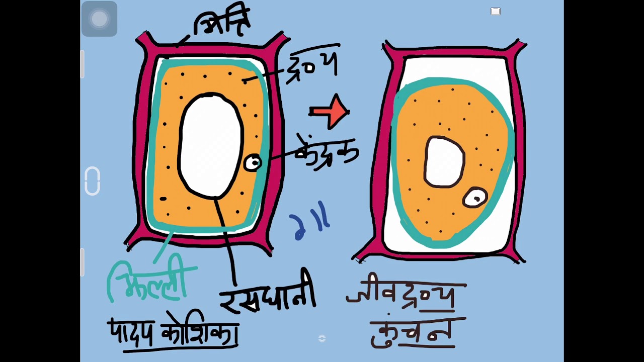 Plasmolysis Class 9 Science Ch 5 NCERT YouTube plasmolysis-class-9-science-ch-5-ncert-youtube