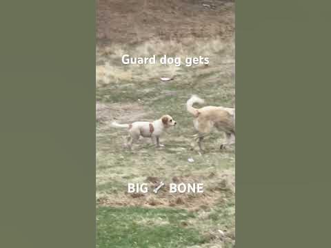 GUARD DOGs - YouTube