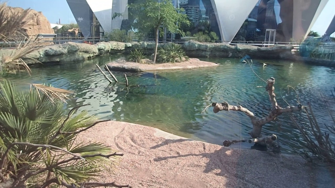 38 Mecistops cataphractus Slender snouted crocodile Oceanografico ...