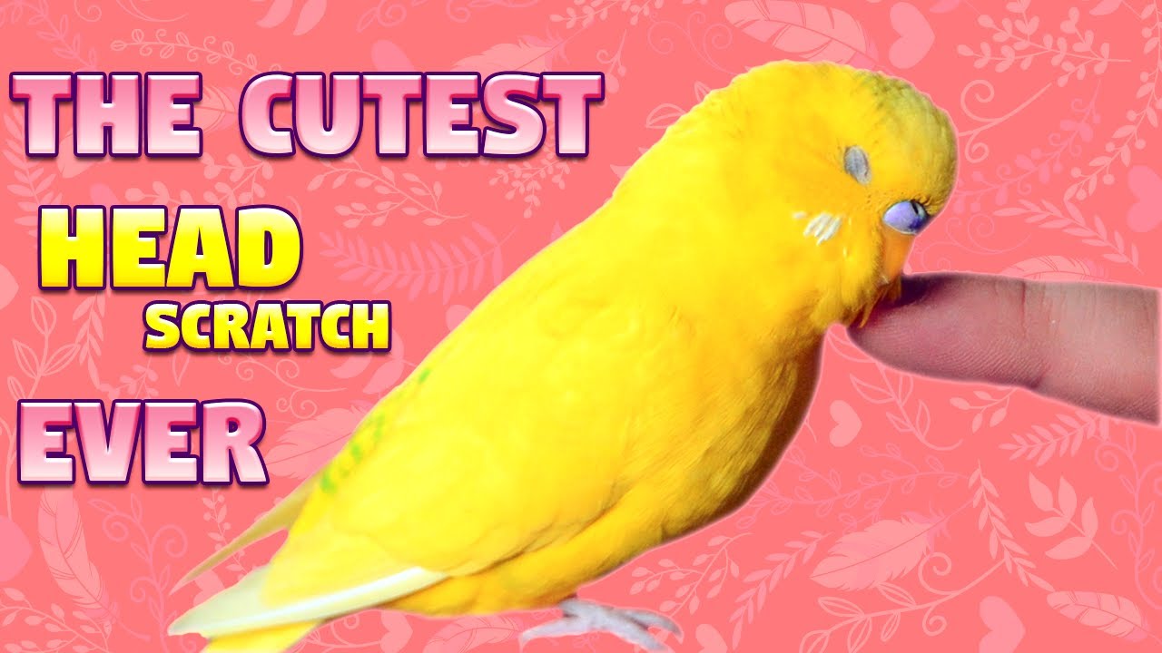 How to scratch your bird | The cutest bird you've ever seen - YouTube