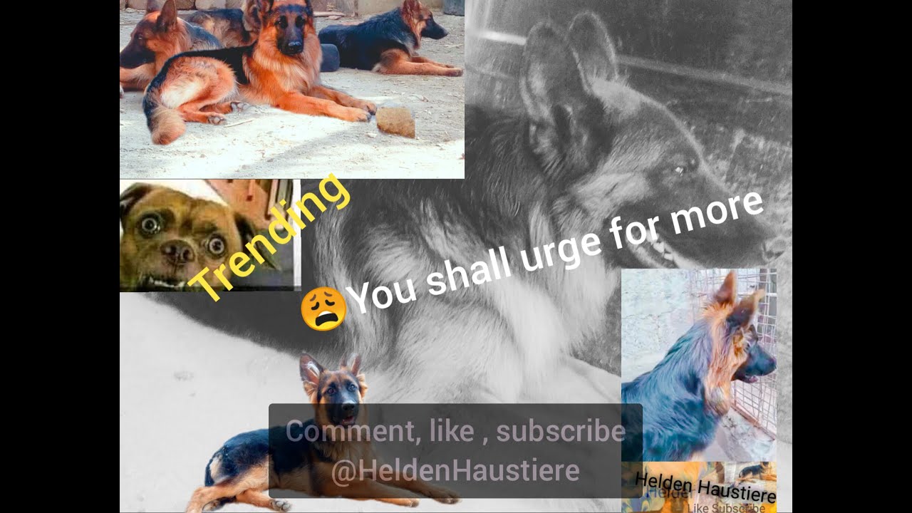 Most watched videos combination, dogs playing ,puppies playing barking ...