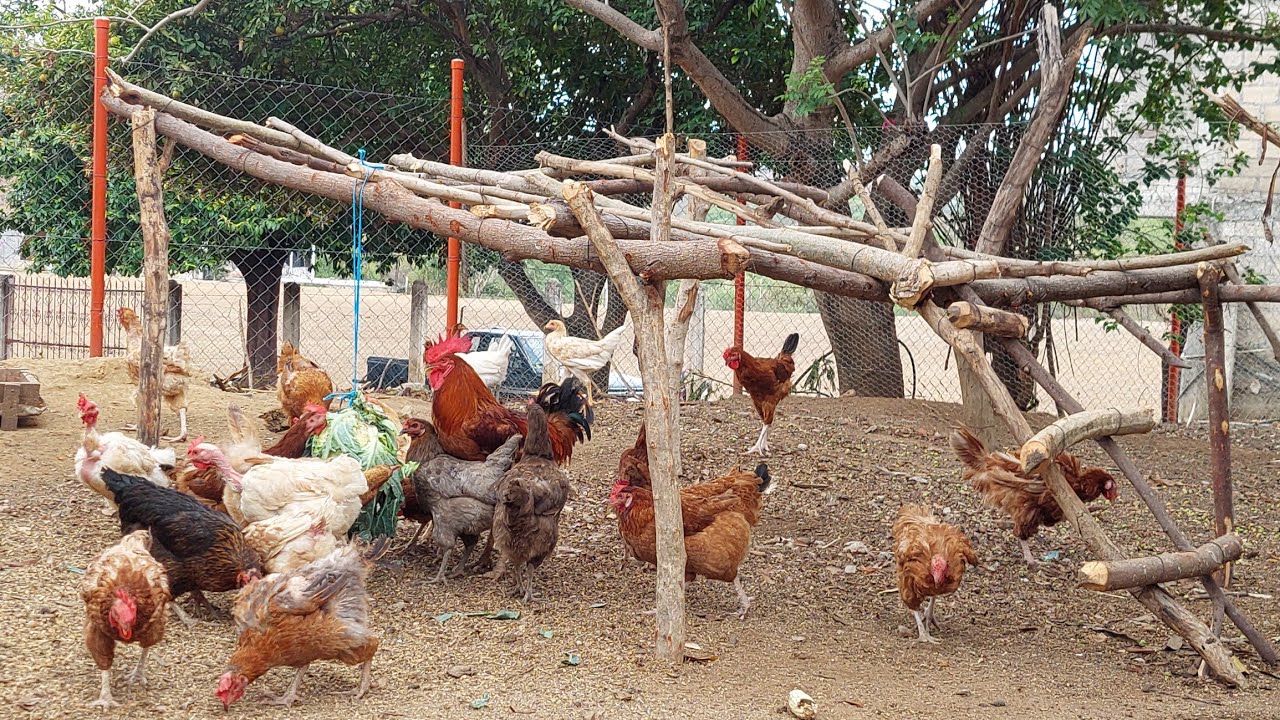 👉Nueva percha/ramada para que duerman mis gallinas ️ | Traje los pollos ...