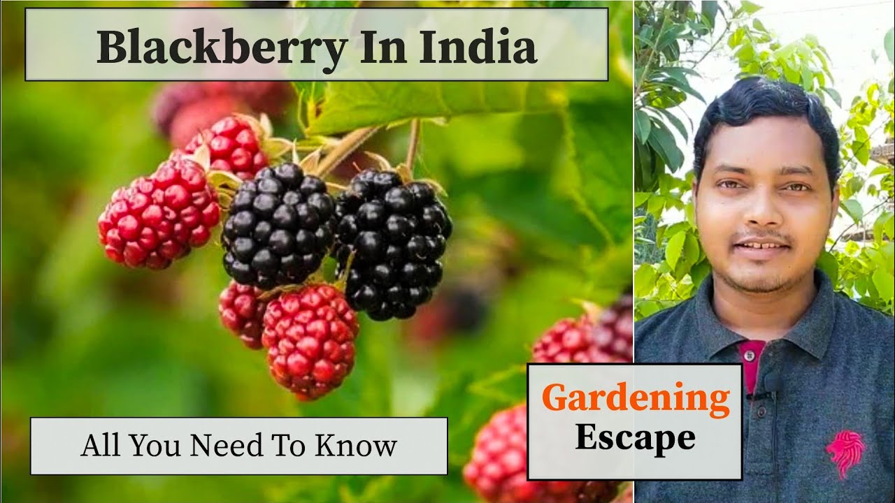 How To Grow Blackberry in India | How To Grow Blackberry In Pot | My ...